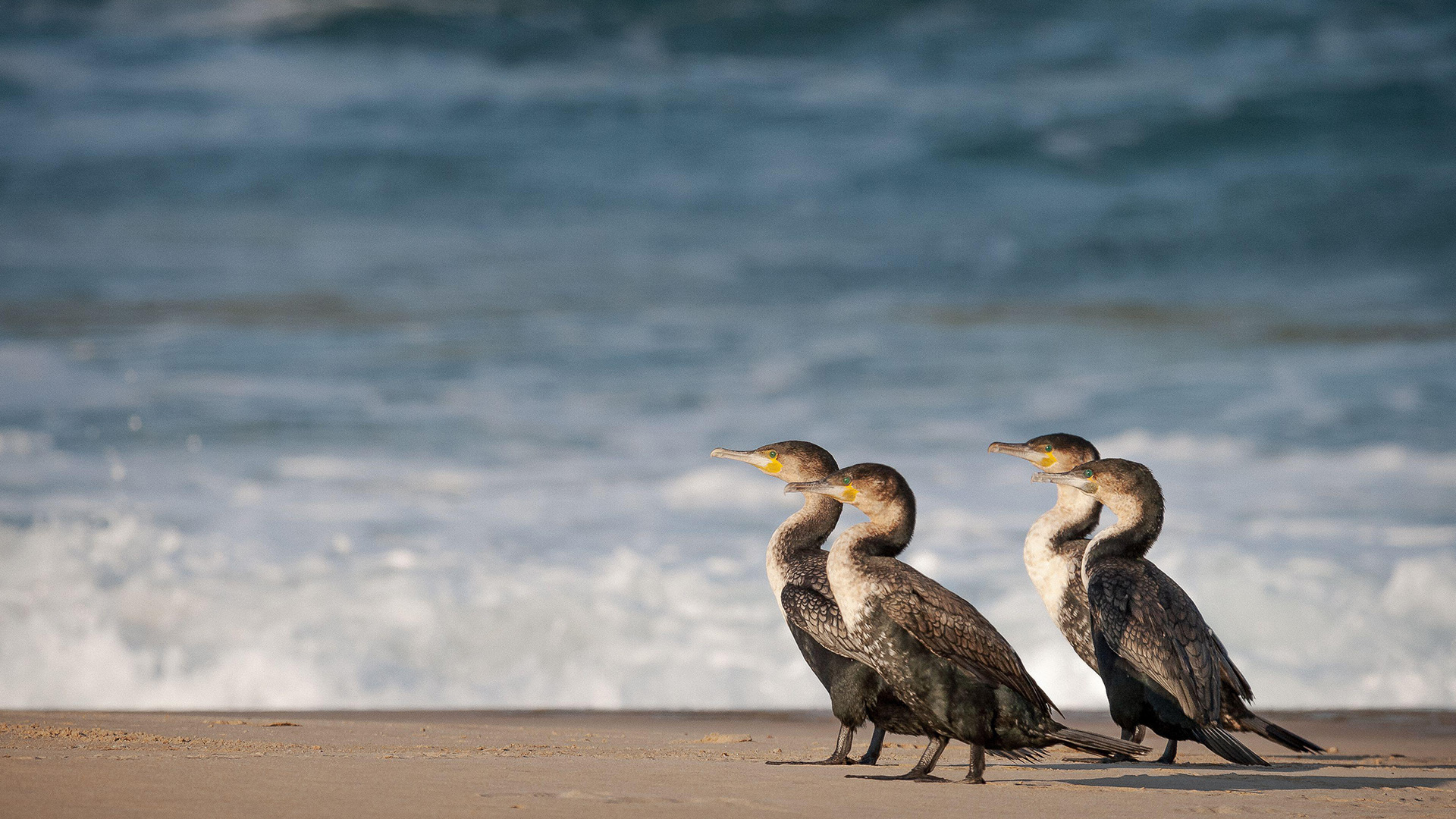 Robberg Nature Reserve - Expats Travel Together!