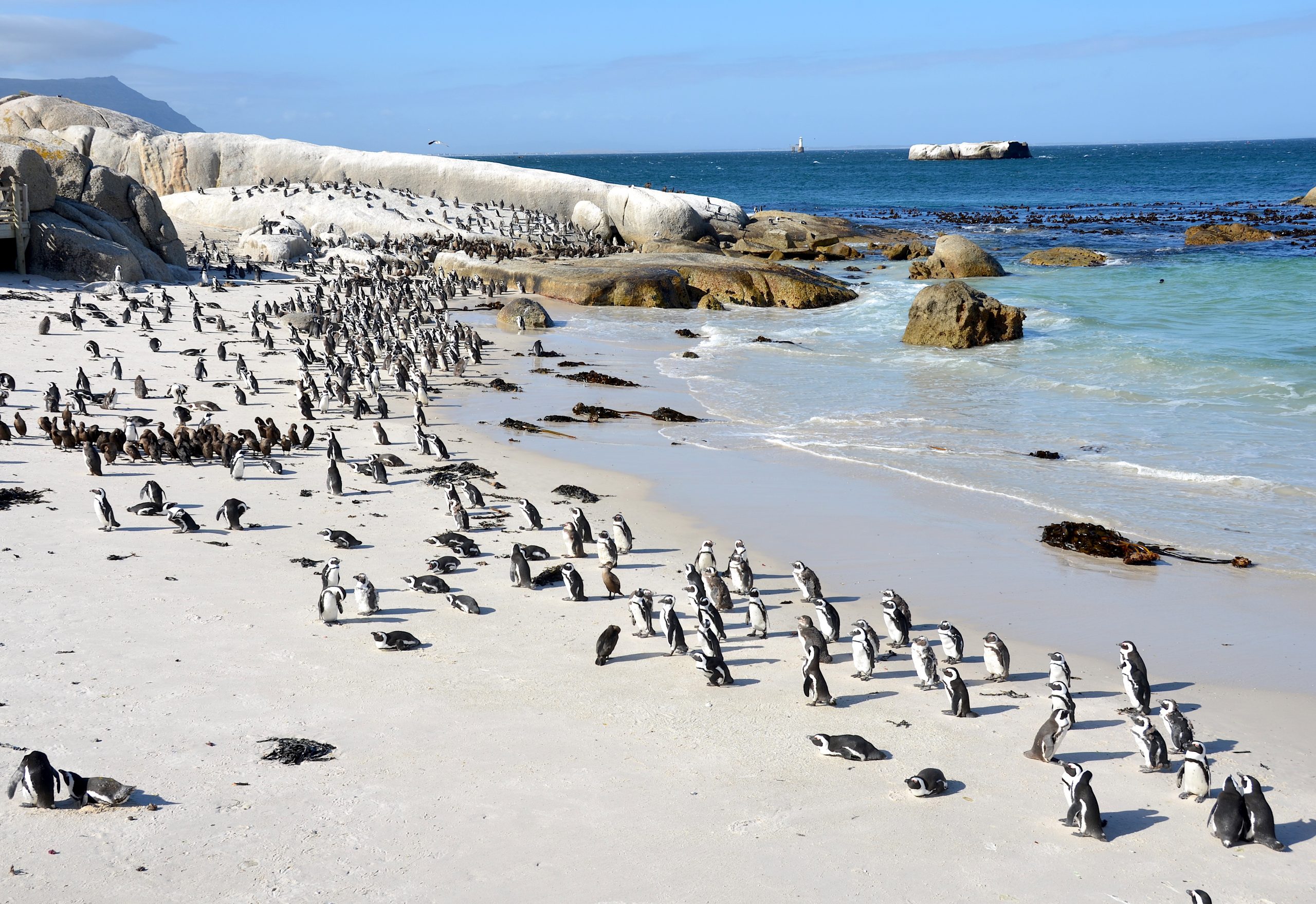 The Boulders Beach - Expats Travel Together!