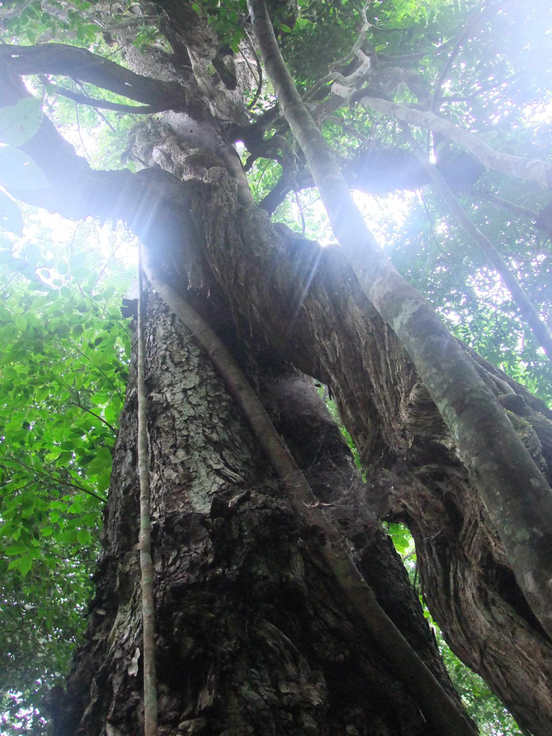 Budongo Forest Reserve - Expats Travel Together!